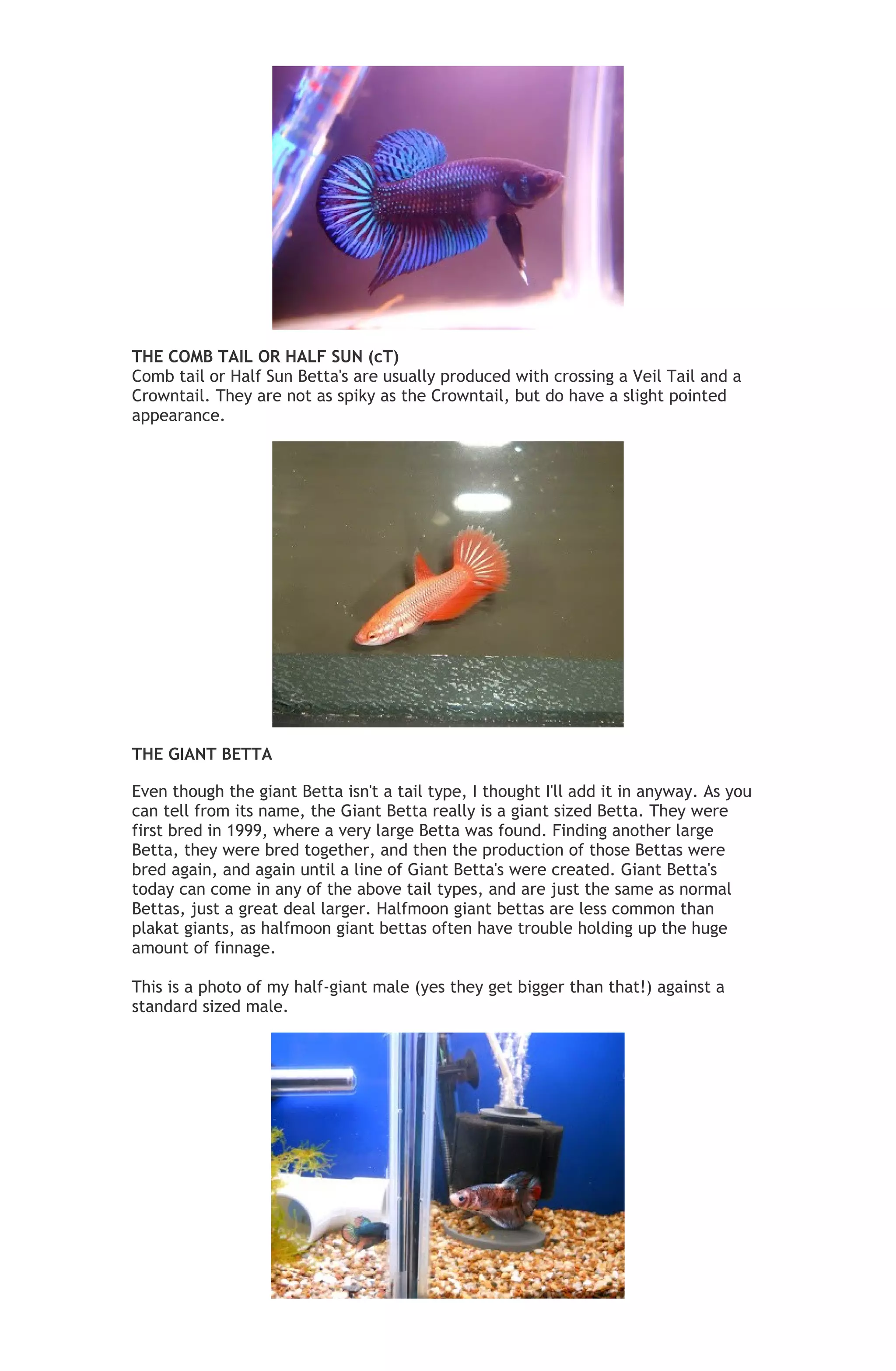 Betta tail types and patterns | DOC | Fish and Aquariums | Pets