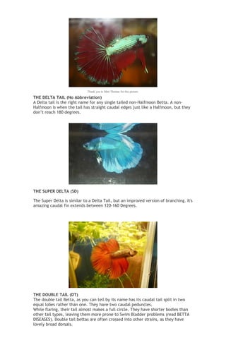 Betta tail types and patterns | DOC