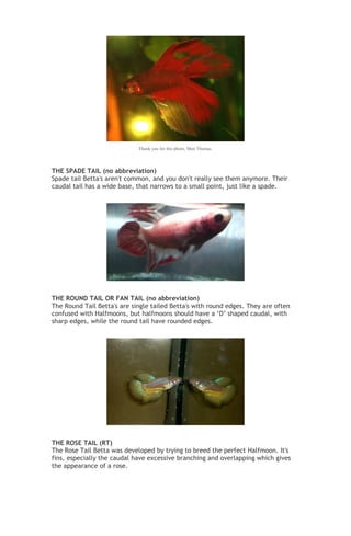 Betta tail types and patterns | DOC