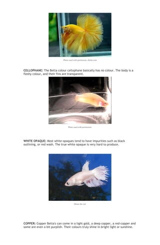 Betta tail types and patterns | DOC