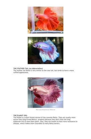 Betta Tail Types