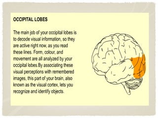 The Write Brain | PPTX