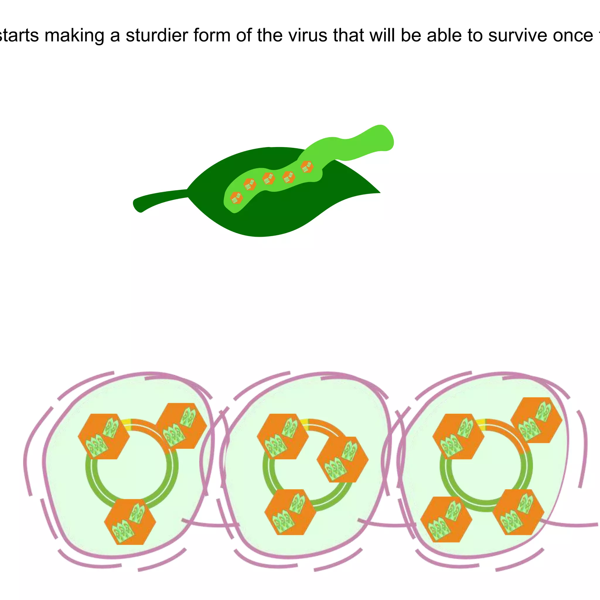 Baculovirus Expression Vector Systems | PPTX