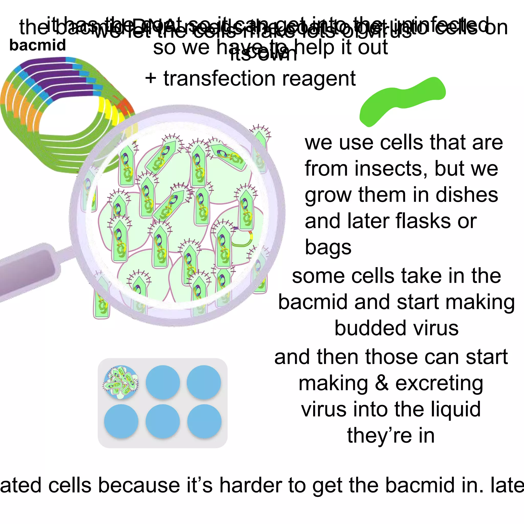 Baculovirus Expression Vector Systems | PPTX