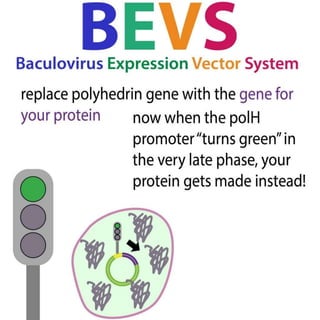 Baculovirus Expression Vector Systems | PPTX