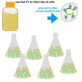 Baculovirus Expression Vector Systems | PPTX