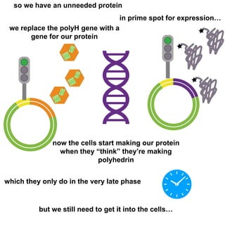 Baculovirus Expression Vector Systems | PPTX