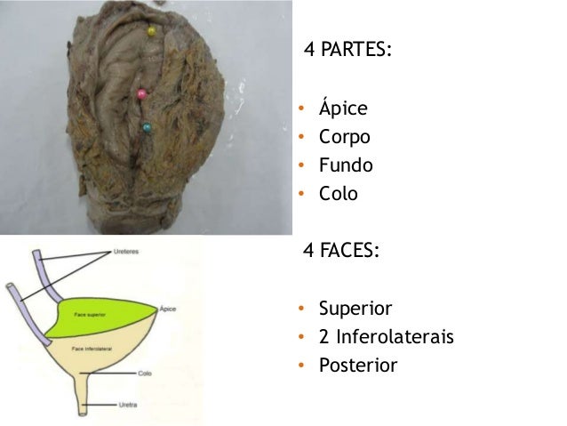 Bexiga uriná ria: Anatomia e Patologias Relacionadas