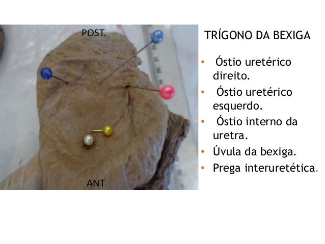 Bexiga uriná ria: Anatomia e Patologias Relacionadas