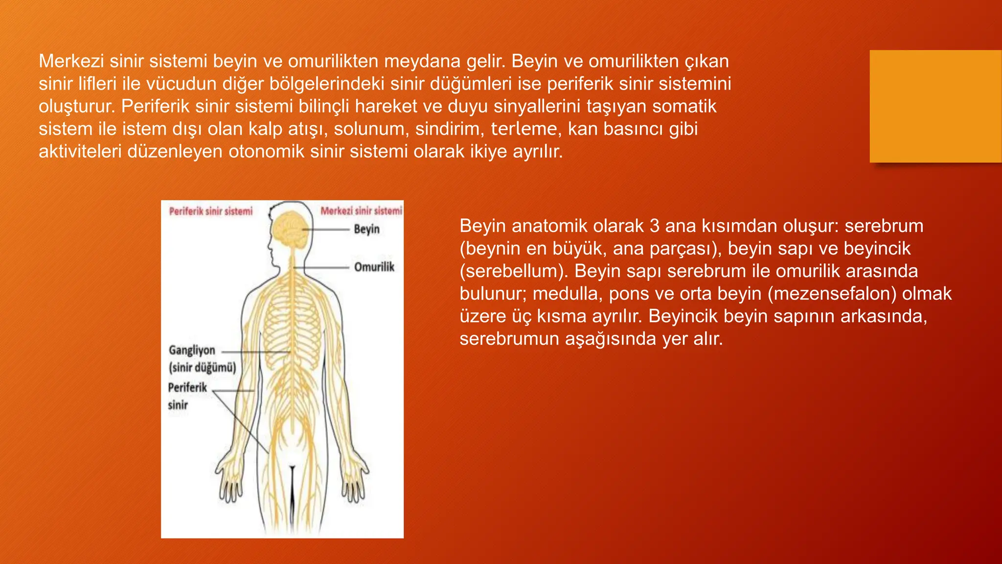 Beyin Anatomisi - Esat Başaran Akademi Refleksoloji | PDF