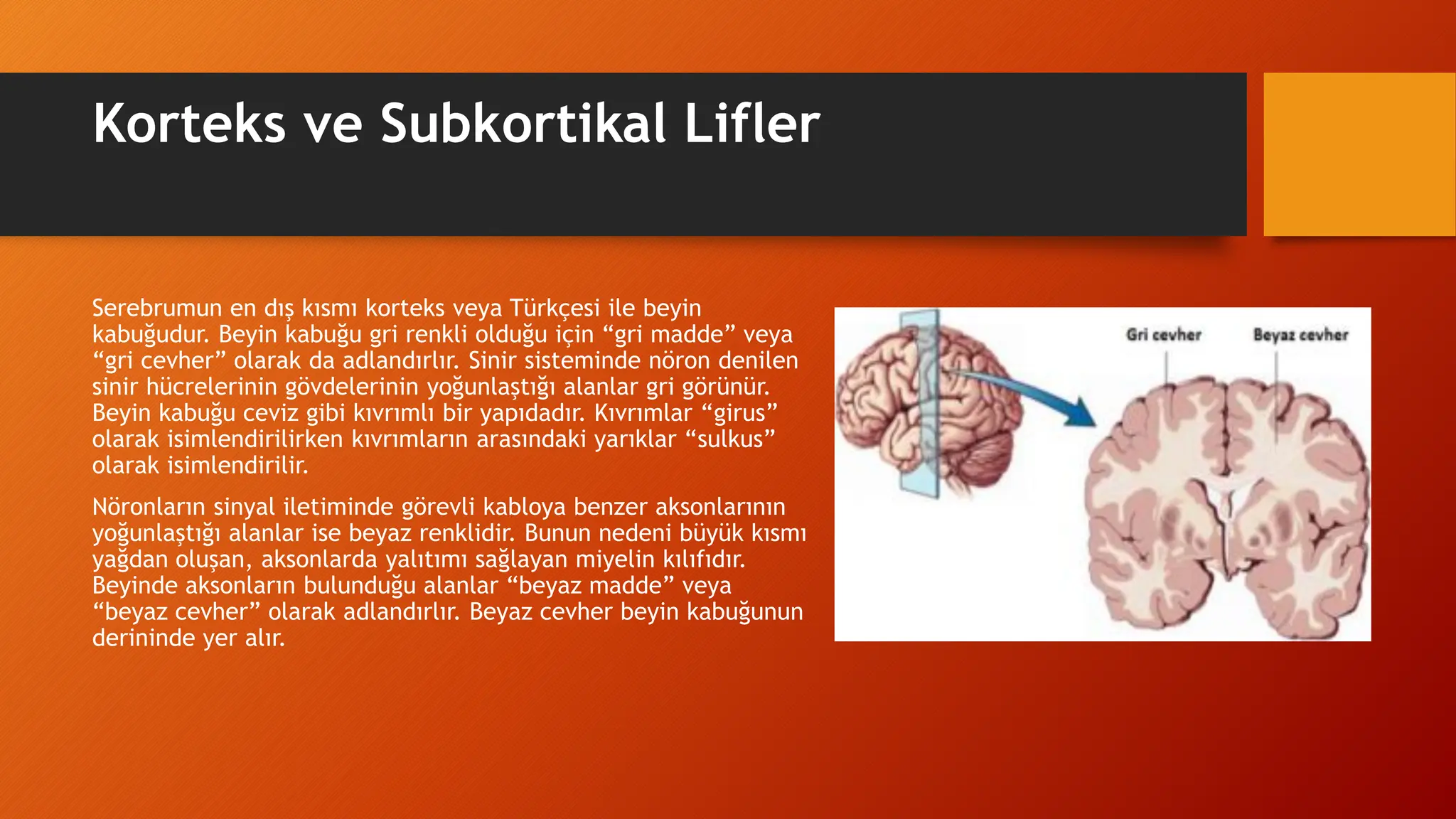 Beyin Anatomisi - Esat Başaran Akademi Refleksoloji | PDF