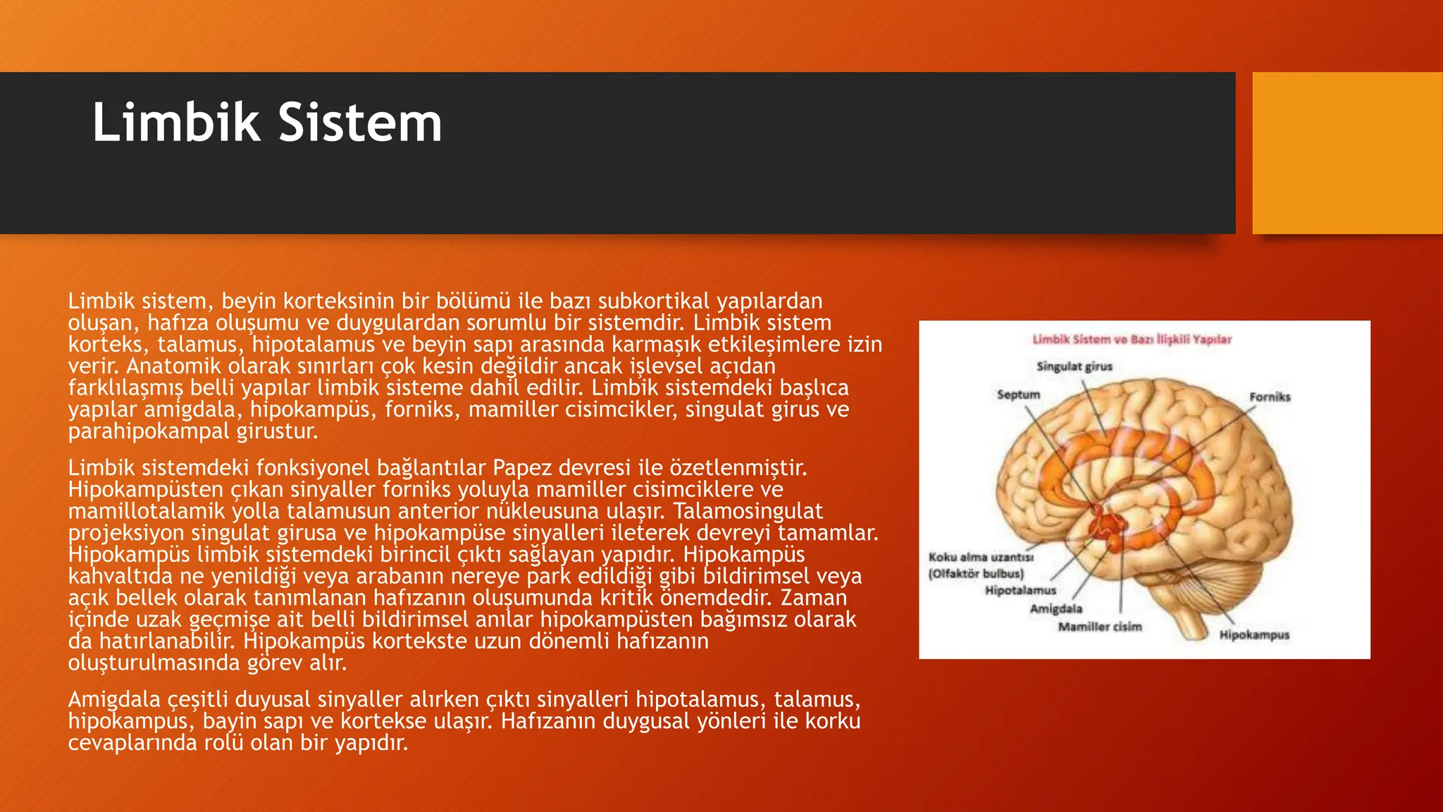 Beyin Anatomisi - Esat Başaran Akademi Refleksoloji | PDF