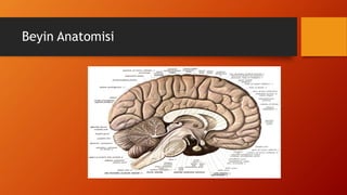 Beyin Anatomisi - Esat Başaran Akademi Refleksoloji | PDF