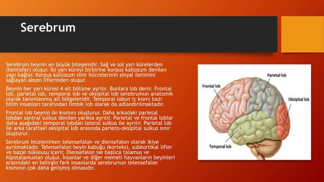 Beyin Anatomisi - Esat Başaran Akademi Refleksoloji | PDF