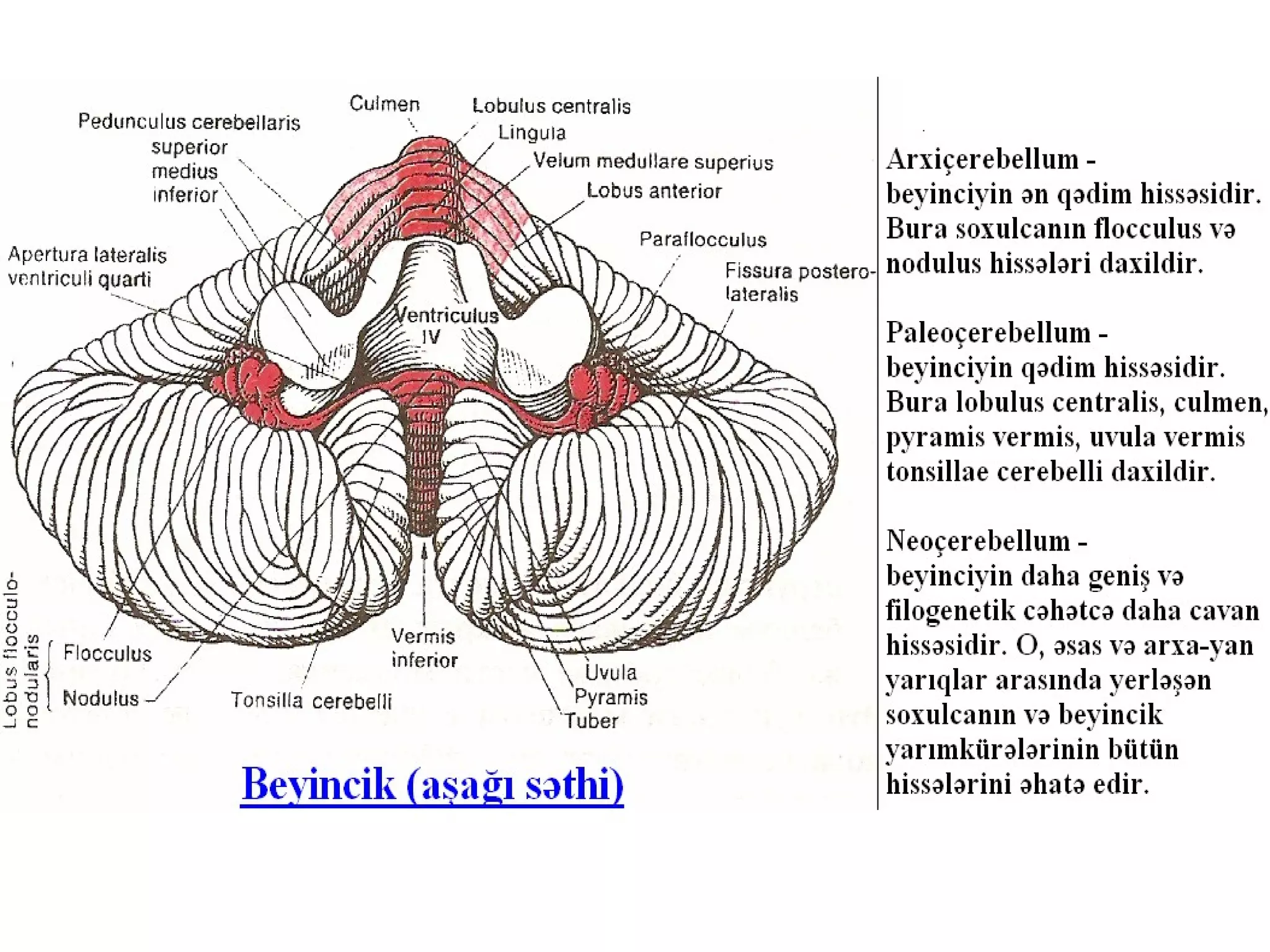 Beyincik ve ekstrapiramid sis (tund) | PPT