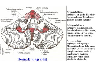 Beyincik ve ekstrapiramid sis (tund) | PPT