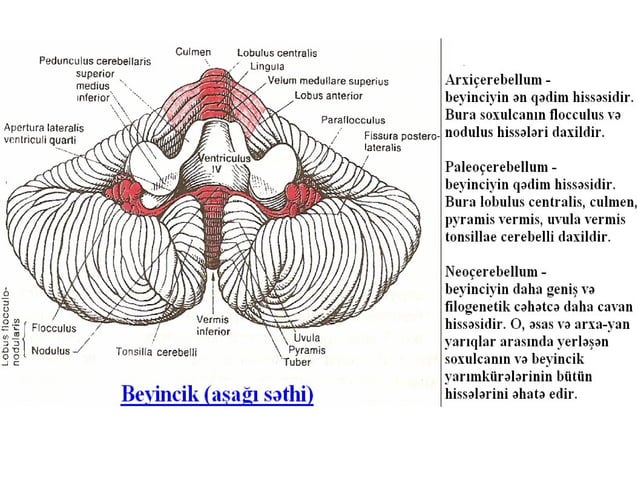 Beyincik ve ekstrapiramid sis (tund) | PPT