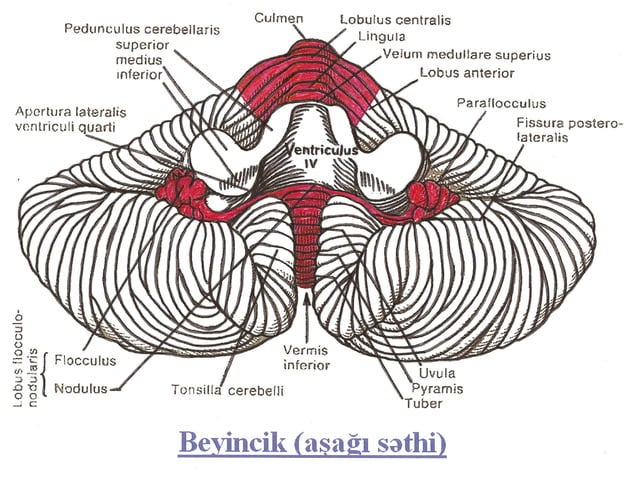 Beyincik ve ekstrapiramid sis (tund) | PPT