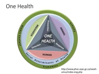 Beyond Three Circles - An Enhanced One Health Model Gary VROEGINDEWEY ...