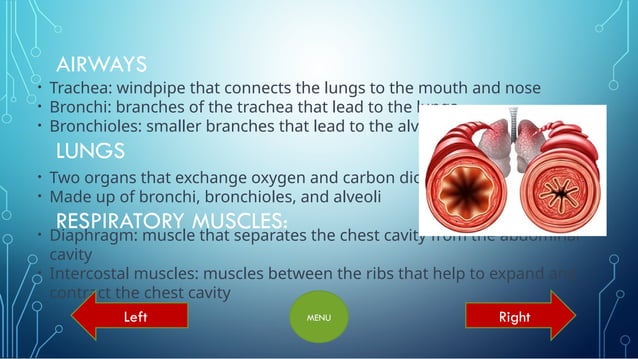 intoduction to human anatomy. science | PPT