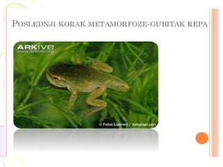 Bezrepi vodozemci | PPT