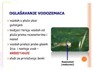 Bezrepi vodozemci | PPT