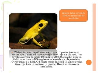 Bezrepi vodozemci | PPT