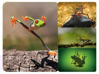 Bezrepi vodozemci | PPT