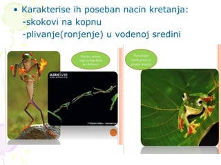 Bezrepi vodozemci | PPT