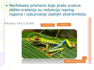 Bezrepi vodozemci | PPT