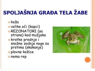 Bezrepi vodozemci | PPT
