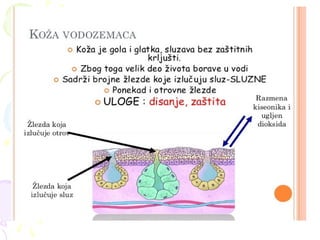 Bezrepi vodozemci | PPT