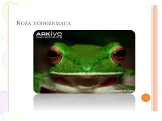 Bezrepi vodozemci | PPT