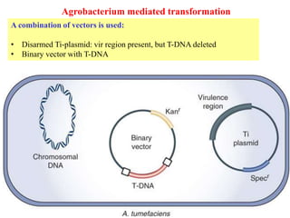 Nitrogen fixation and agarobacterium_251 | PPTX
