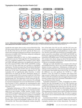 Tryptophan Scanning Reveals Dense Packing of Connexin Transmembrane ...