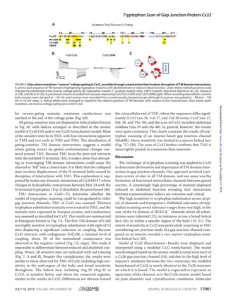 Tryptophan Scanning Reveals Dense Packing of Connexin Transmembrane ...