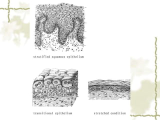 Histology of human body and its function | PPT