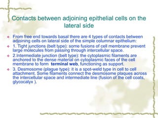 Histology of human body and its function | PPT