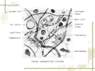 Histology of human body and its function | PPT