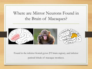 Mirror-neuron-draft-4-21 | PPTX