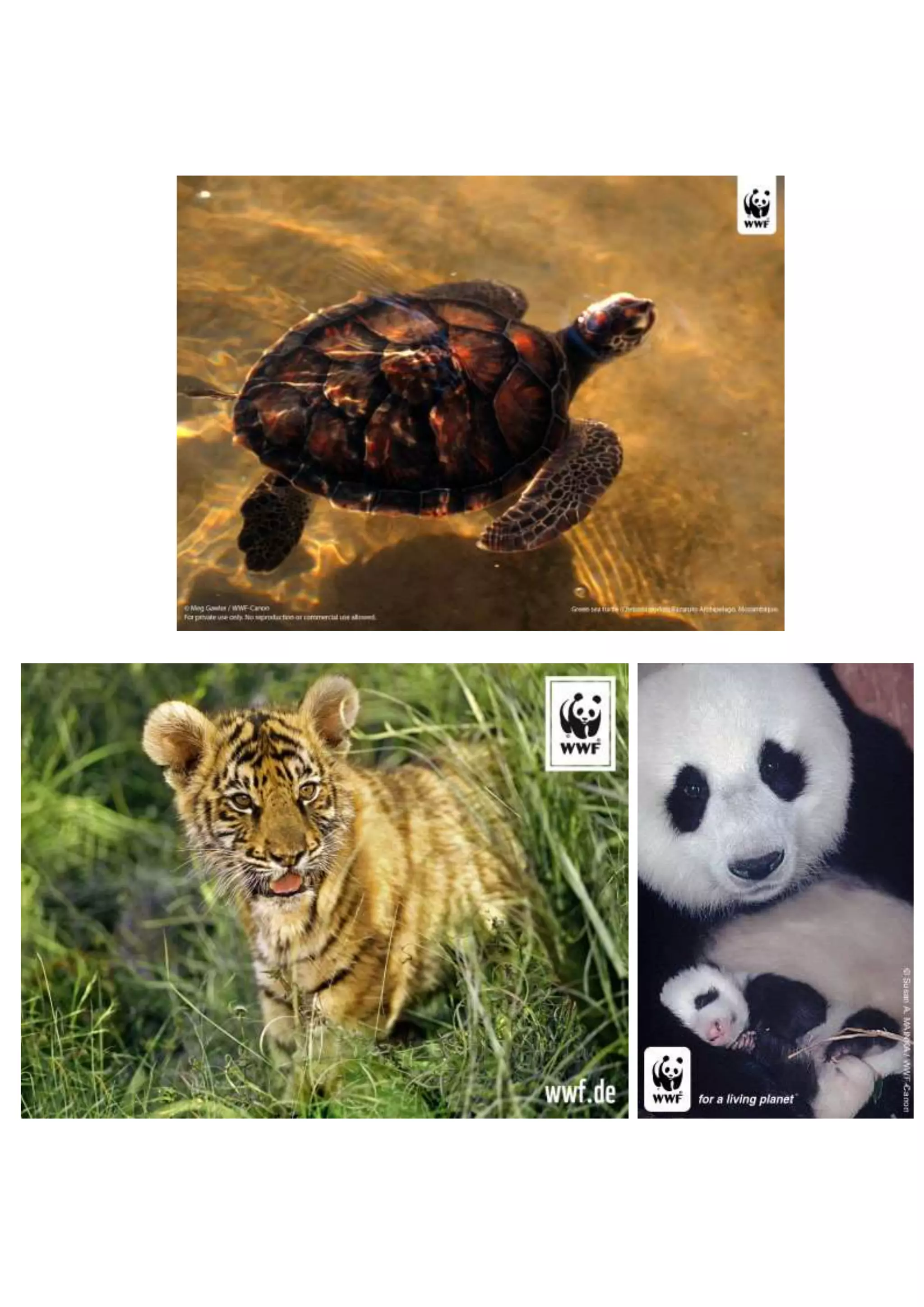 World wildlife fund | DOCX