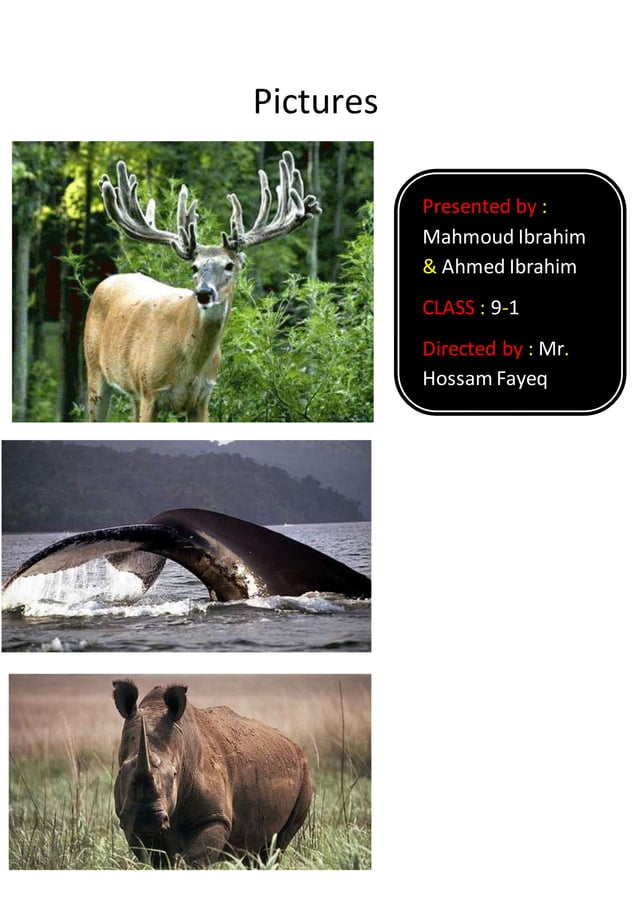 World wildlife fund | PDF