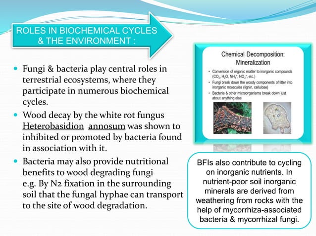 BACTERIAL-FUNGAL INTERACTIONS | PPTX