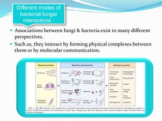 BACTERIAL-FUNGAL INTERACTIONS | PPTX