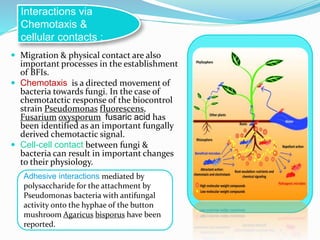 BACTERIAL-FUNGAL INTERACTIONS | PPTX