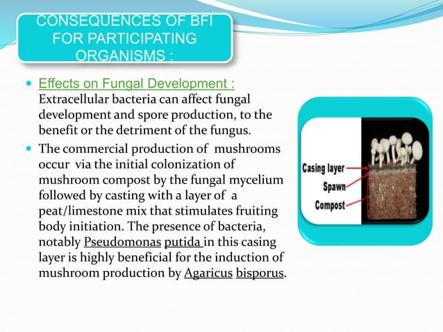 BACTERIAL-FUNGAL INTERACTIONS | PPTX