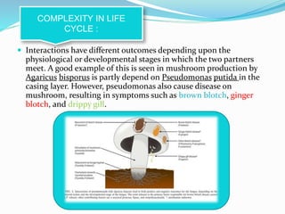 BACTERIAL-FUNGAL INTERACTIONS | PPTX
