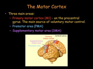 Bfp spring r14_final_review | PPTX