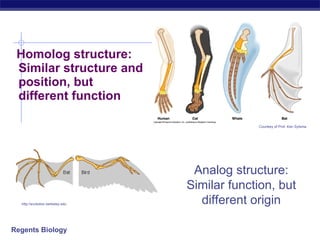 Bfs bio Evolution intro | PPT