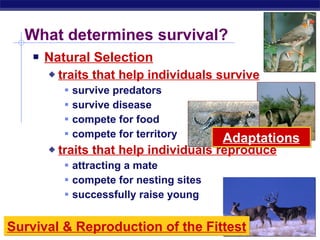 Bfs bio Evolution intro | PPT